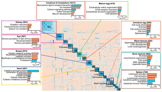 Non-Coding Transcriptome Maps across Twenty Tissues of the Korean Black Chicken, Yeonsan Ogye