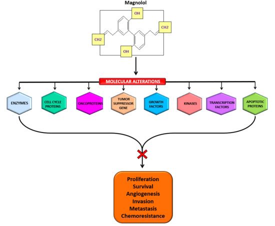 IJMS | Free Full-Text | Magnolol: A Neolignan from the Magnolia Family ...