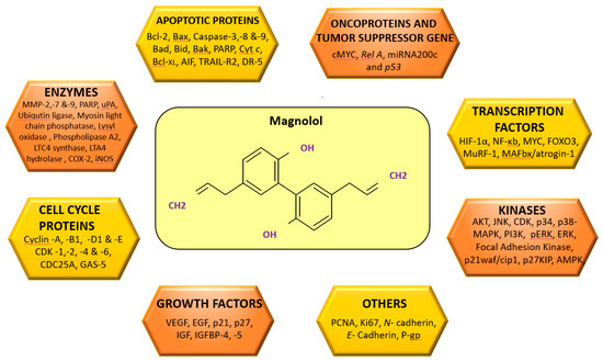 Magnolol: A Neolignan from the Magnolia Family for the Prevention and ...