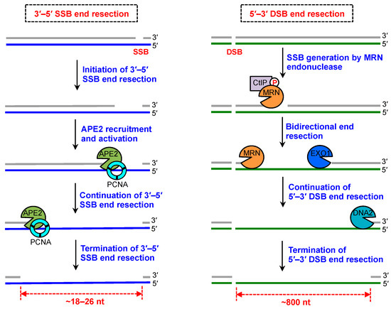 IJMS | Free Full-Text | Single-Strand Break End Resection in Genome ...