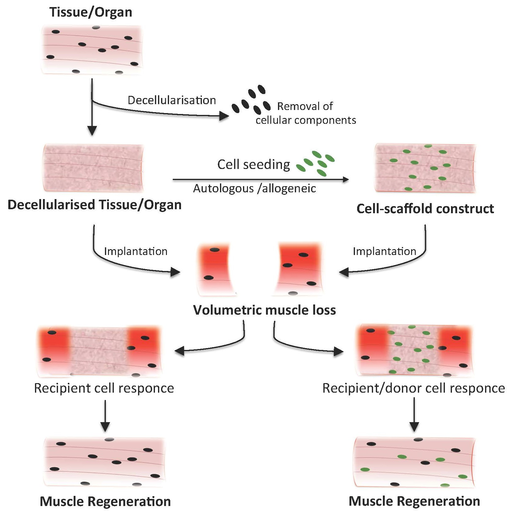IJMS | Free Full-Text | Decellularized Tissue for Muscle Regeneration