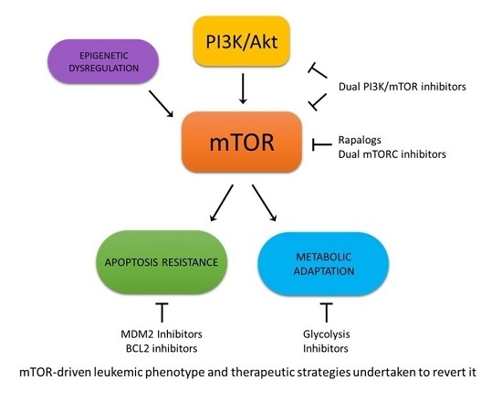 IJMS | Special Issue : mTOR in Human Diseases