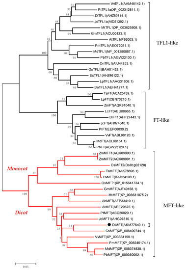 Seed-Specific Gene MOTHER of FT and TFL1 (MFT) Involved in ...