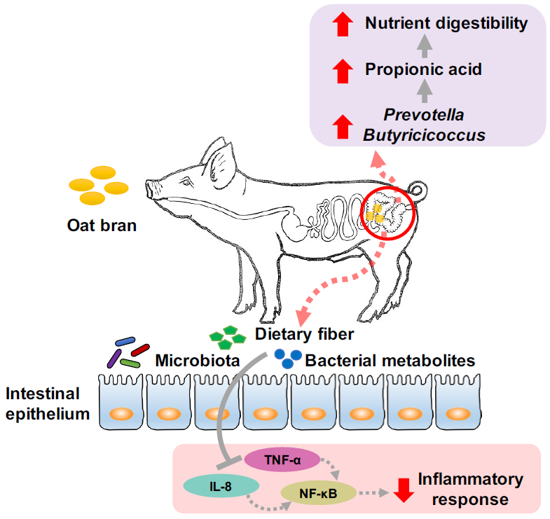 IJMS | Free Full-Text | Effects of Oat Bran on Nutrient Digestibility ...