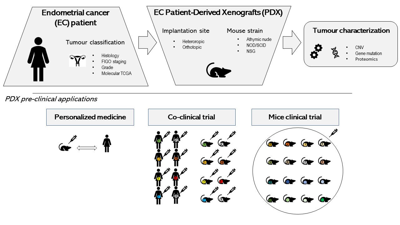 Ijms Free Full Text Patient Derived Xenograft Models For