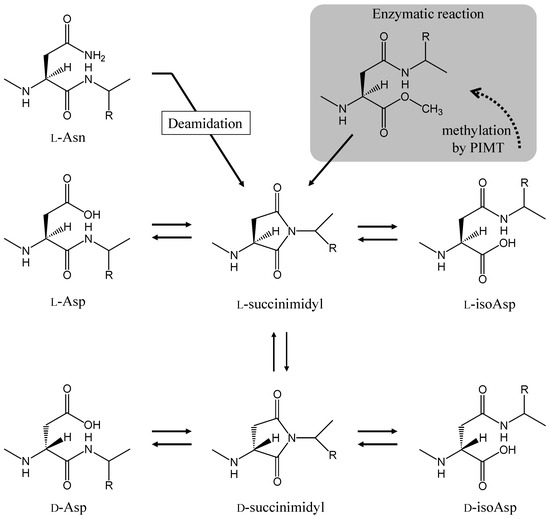 IJMS | Free Full-Text | Implications of Metal Binding and Asparagine ...
