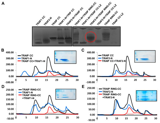 In Vitro Inhibitory Mechanism Effect of TRAIP on the Function of TRAF2 ...