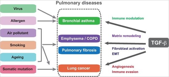 IJMS | Free Full-Text | TGF-β Signaling in Lung Health and Disease