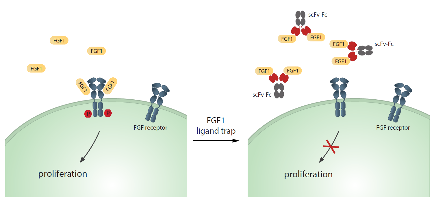 IJMS | Free Full-Text | Specific Antibody Fragment Ligand Traps ...