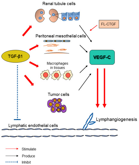 Roles of the TGF-β–VEGF-C Pathway in Fibrosis-Related Lymphangiogenesis