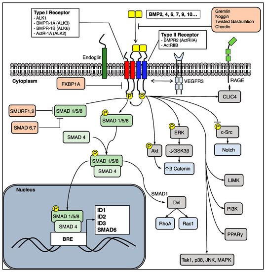 Consequences of BMPR2 Deficiency in the Pulmonary Vasculature and ...
