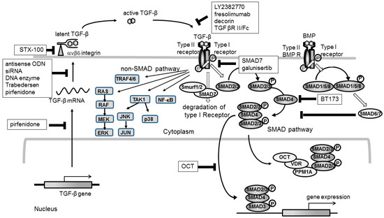 Targeting TGF-β Signaling in Kidney Fibrosis