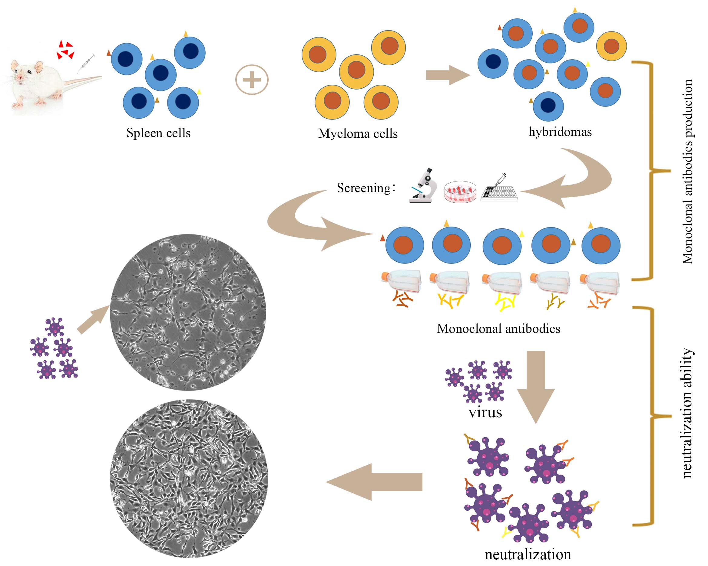 IJMS | Free Full-Text | Development and Characterization of Monoclonal ...