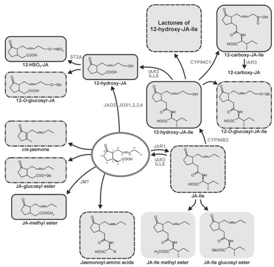 Jasmonates: News on Occurrence, Biosynthesis, Metabolism and Action of ...