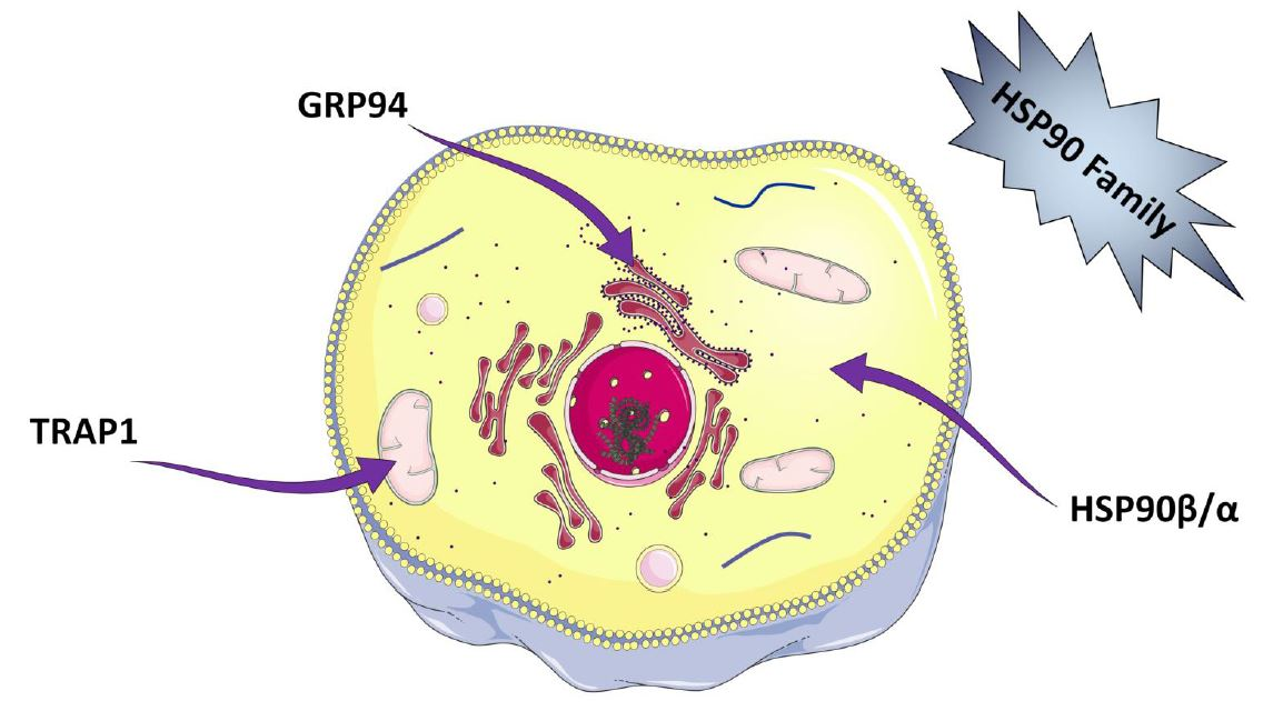 IJMS | Free Full-Text | The HSP90 Family: Structure, Regulation ...
