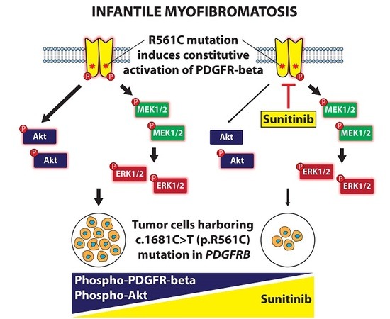 IJMS | Free Full-Text | Effects of Sunitinib and Other Kinase ...
