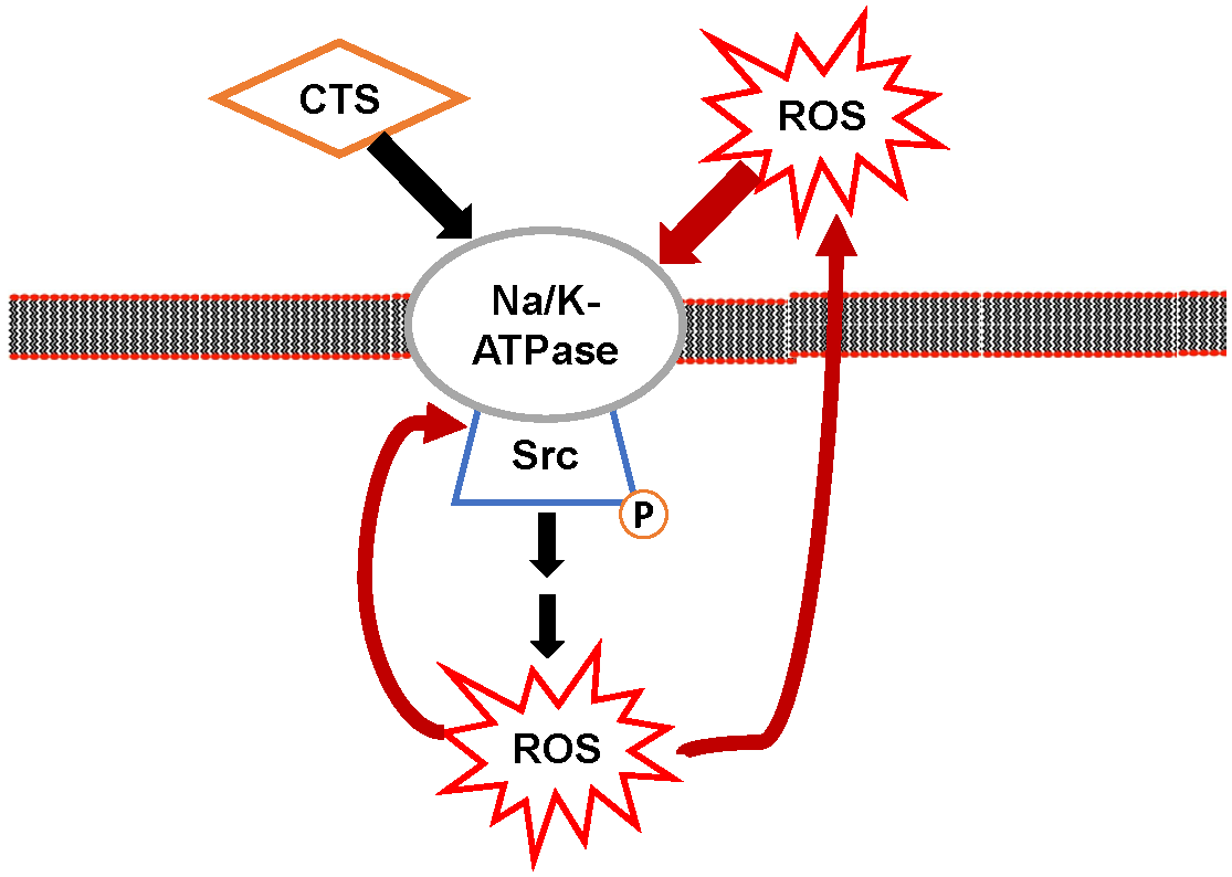 IJMS | Free Full-Text | The Na/K-ATPase Signaling: From Specific ...