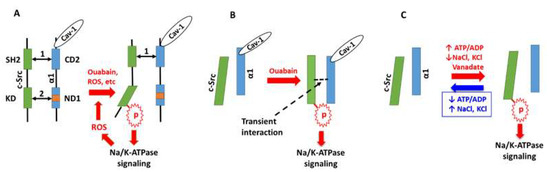 The Na/K-ATPase Signaling: From Specific Ligands to General Reactive ...