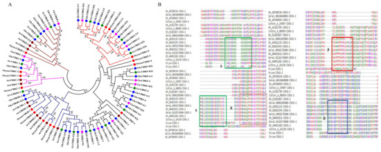 IJMS | Free Full-Text | Whole Genome Analysis of Cyclin Dependent ...