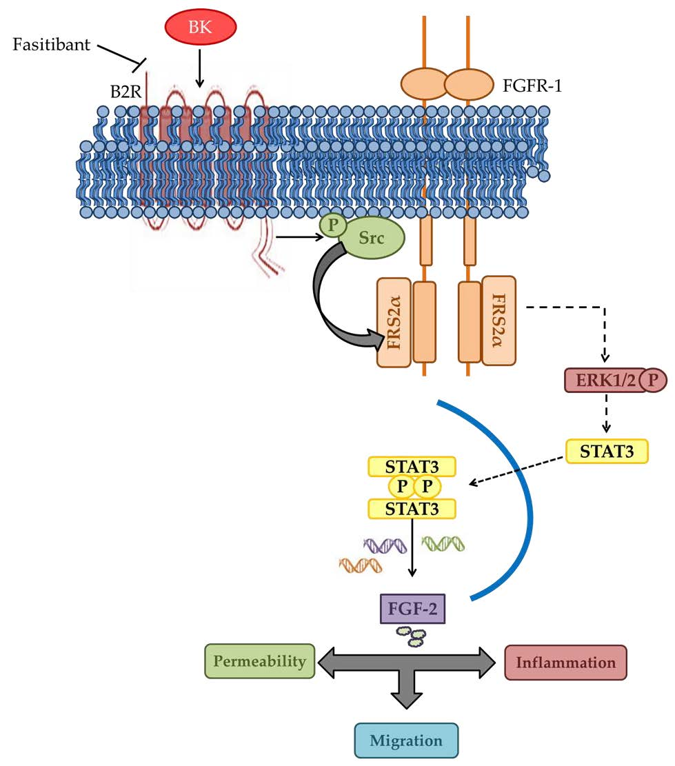 IJMS | Free Full-Text | Bradykinin B2 Receptor Contributes to ...