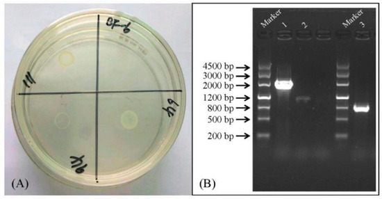 Role of Ttca of Citrobacter Werkmanii in Bacterial Growth, Biocides ...