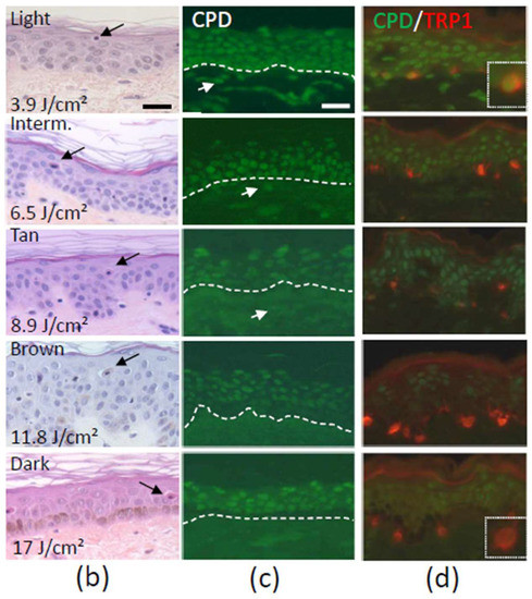 Clinical and Biological Characterization of Skin Pigmentation Diversity ...