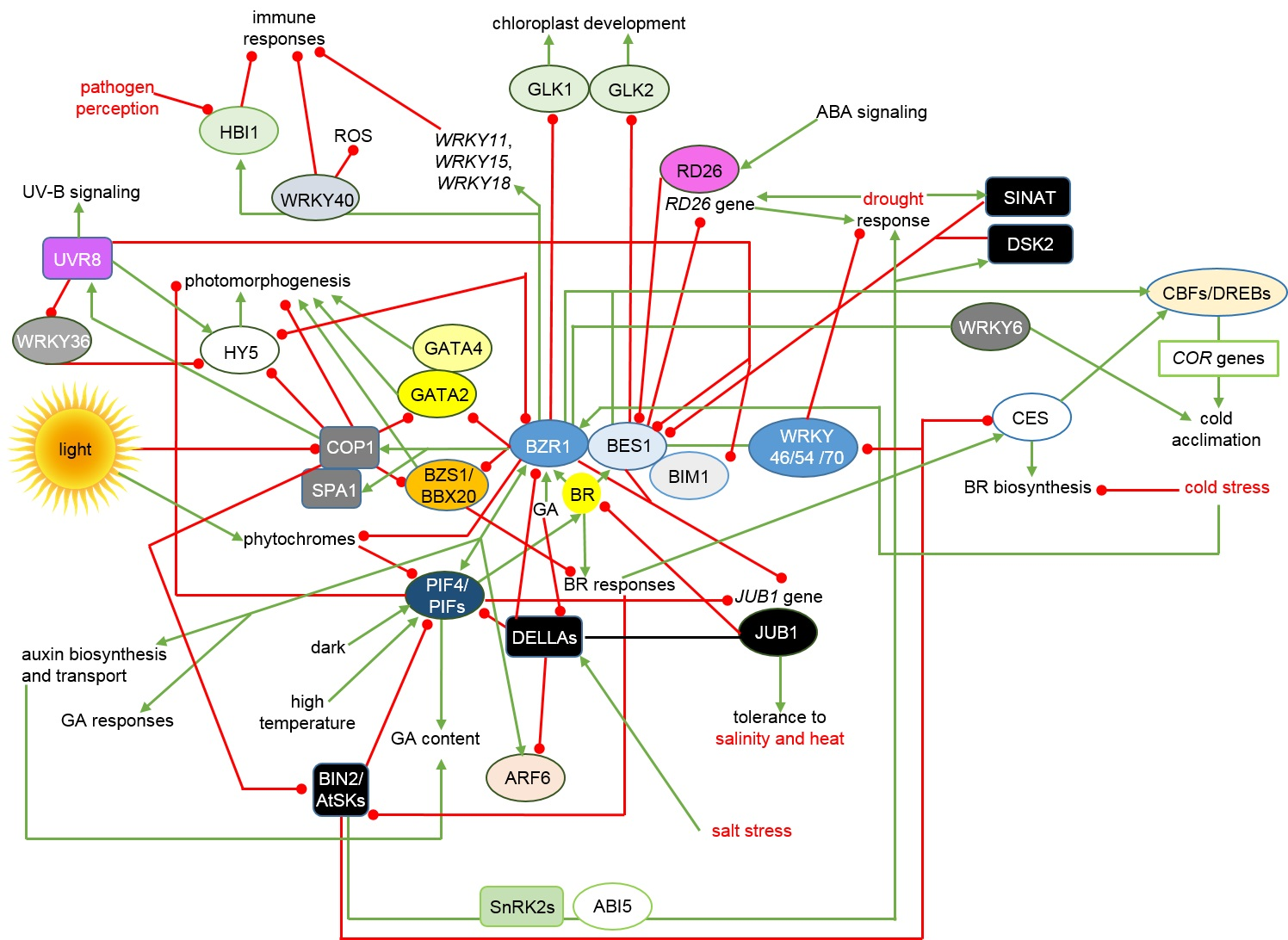 IJMS | Free Full-Text | Crosstalk of the Brassinosteroid Signalosome ...