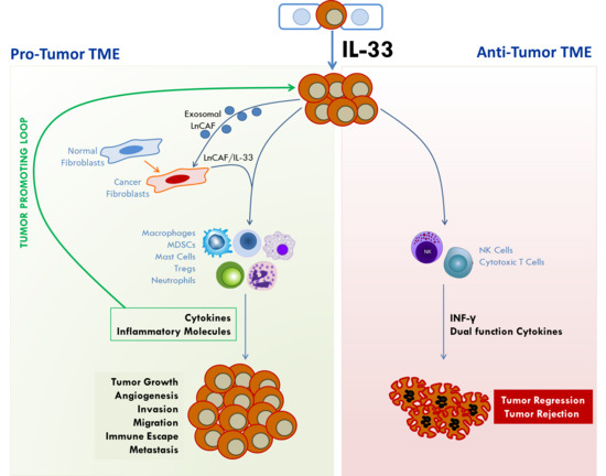IJMS | Free Full-Text | The Role of IL-33/ST2 Pathway in Tumorigenesis