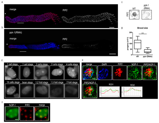 IJMS | Free Full-Text | Multiple Aspects of PIP2 Involvement in C ...