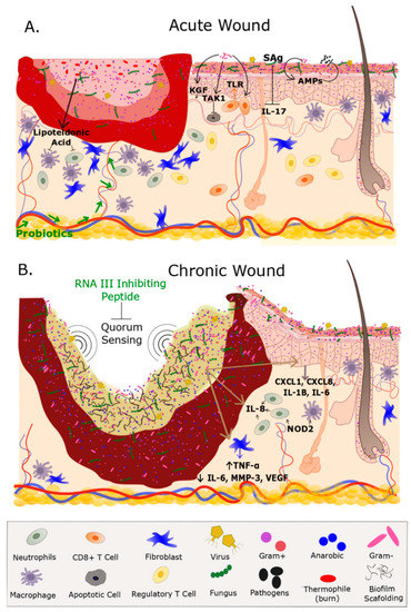 The Cutaneous Microbiome and Wounds: New Molecular Targets to Promote ...