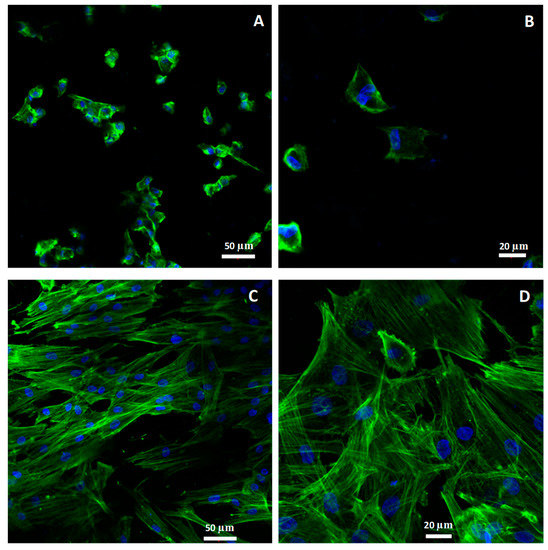 Comparison of Cytomorphometry and Early Cell Response of Human Gingival Fibroblast (HGFs ...