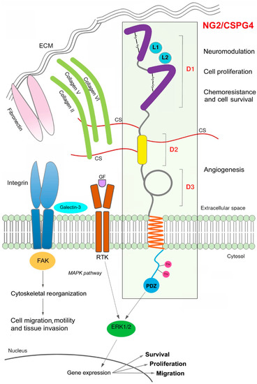 The Significance of Chondroitin Sulfate Proteoglycan 4 (CSPG4) in Human Gliomas