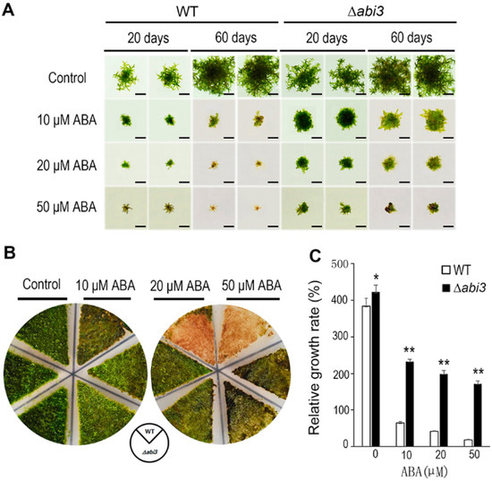 Regulatory Mechanism of ABA and ABI3 on Vegetative Development in the ...