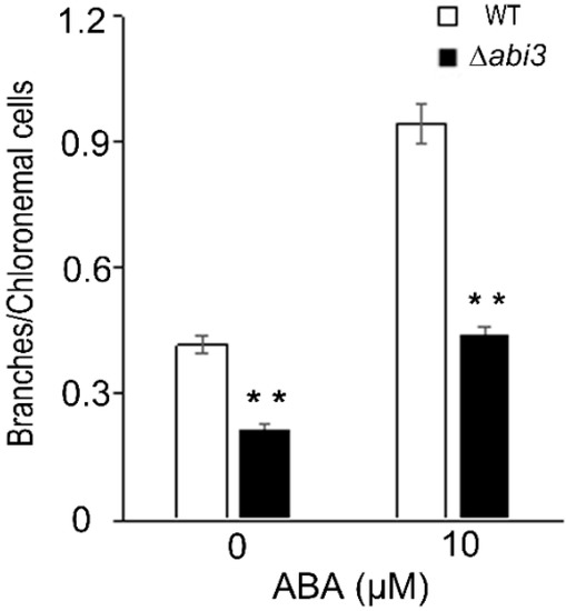 IJMS | Free Full-Text | Regulatory Mechanism of ABA and ABI3 on ...