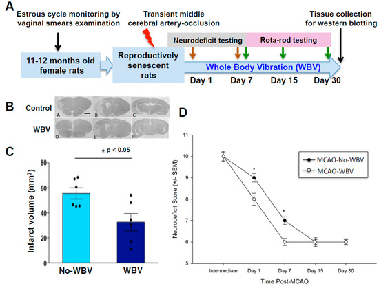 IJMS | Free Full-Text | Whole Body Vibration Therapy after Ischemia ...