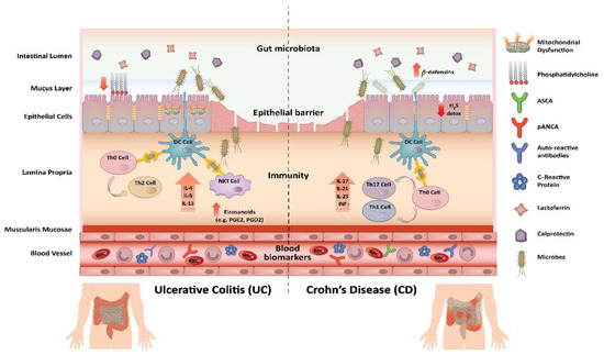 Proteomics and Lipidomics in Inflammatory Bowel Disease Research: From ...