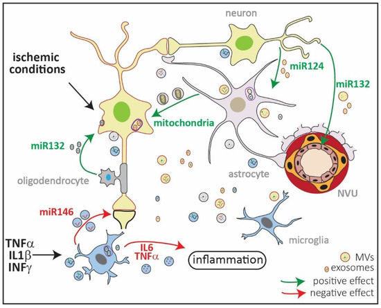 IJMS | Special Issue : Neuron Cell Death