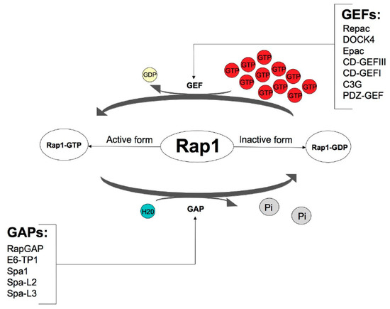 The Many Faces of Rap1 GTPase
