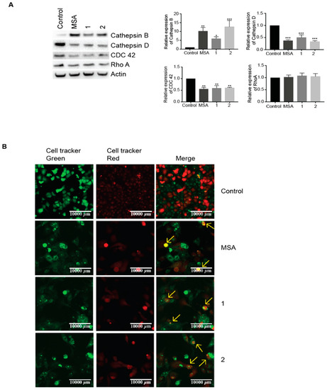 Novel Methylselenoesters Induce Programed Cell Death via Entosis in ...