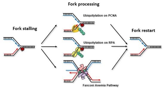 IJMS | Special Issue : DNA Replication Stress