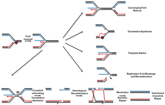 IJMS | Special Issue : DNA Replication Stress