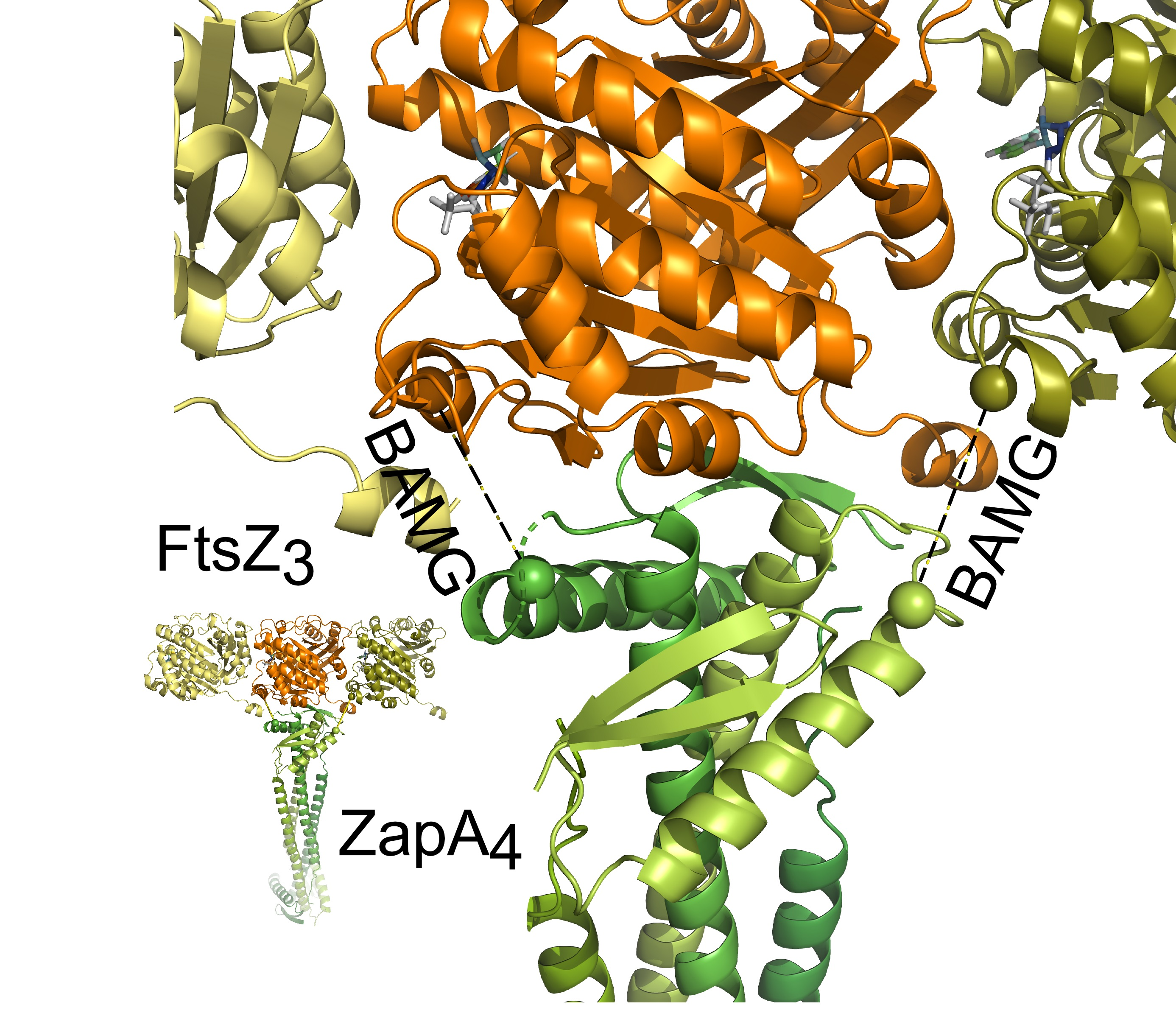 IJMS | Free Full-Text | Mapping the Contact Sites of the Escherichia ...