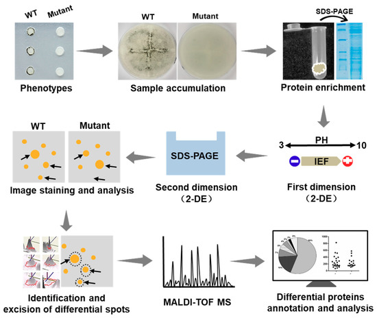Proteomics Analysis of SsNsd1-Mediated Compound Appressoria Formation in Sclerotinia sclerotiorum