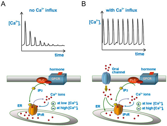 Role of KCa3.1 Channels in Modulating Ca2+ Oscillations during ...