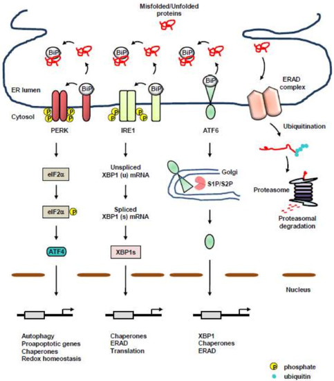 Endoplasmic Reticulum The Lipid And Protein Processing Machinery Of