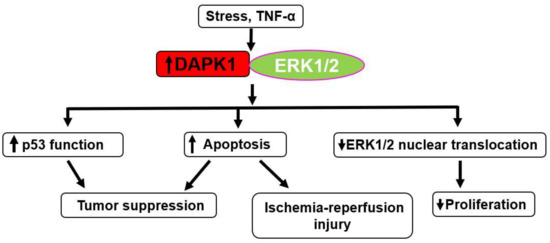 Novel Functions of Death-Associated Protein Kinases through Mitogen ...