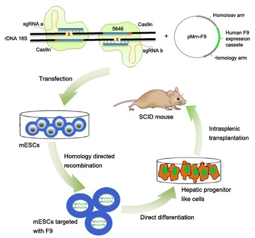IJMS | Free Full-Text | Paired CRISPR/Cas9 Nickases Mediate Efficient ...