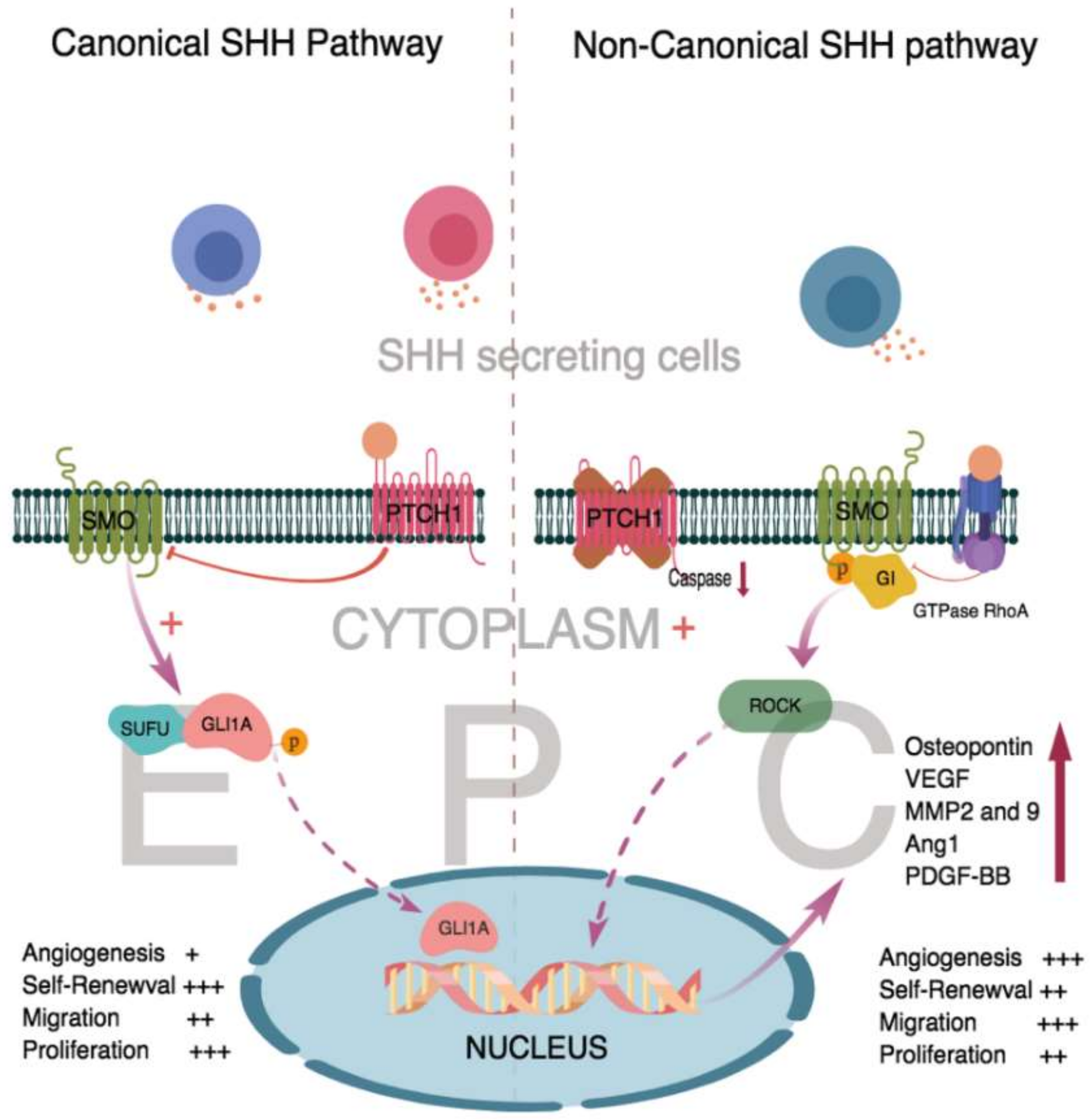 Sonic Hedgehog Signaling Sonic Hedgehog Signaling