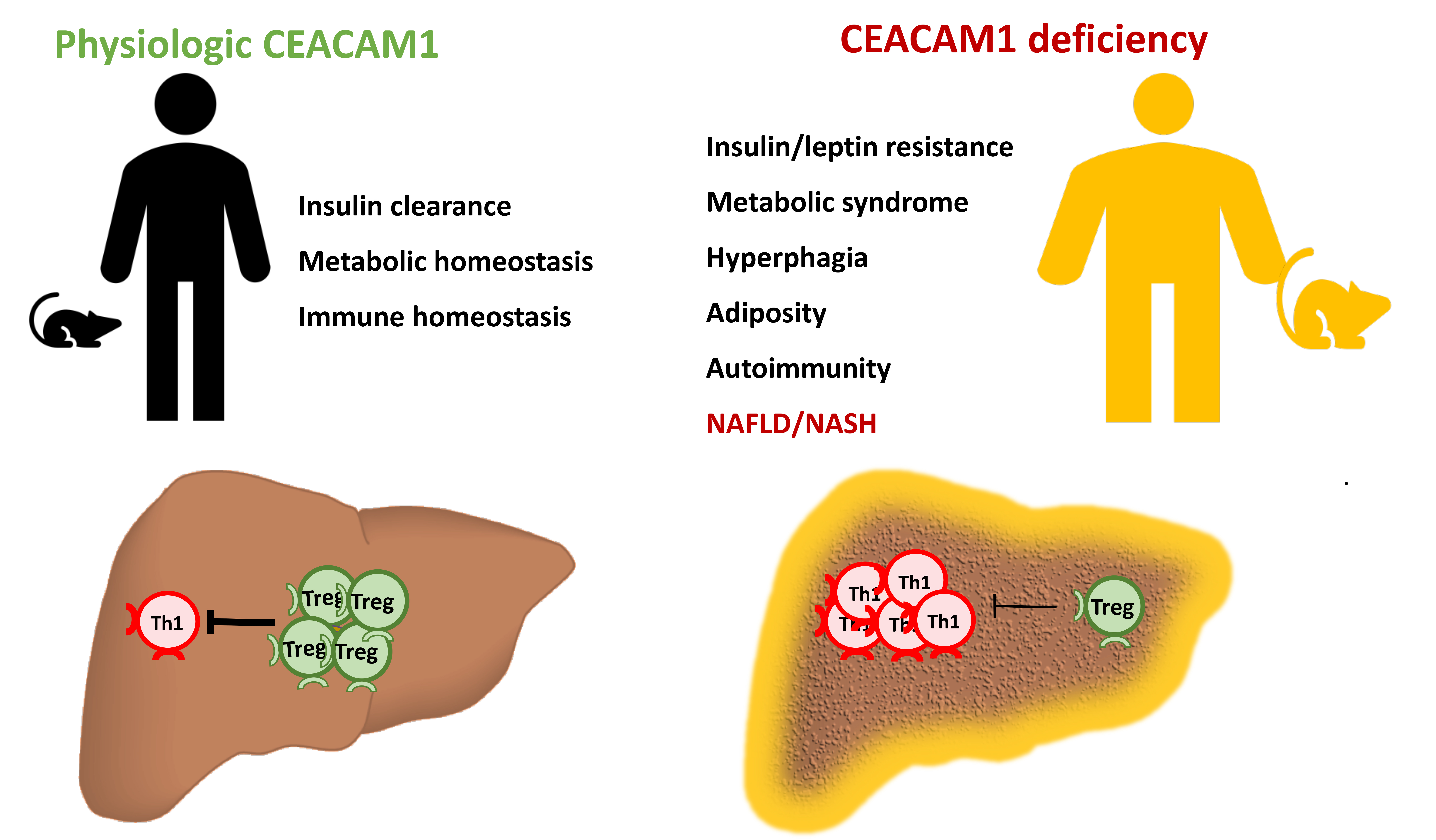 IJMS | Free Full-Text | CEACAM1 in Liver Injury, Metabolic and Immune ...