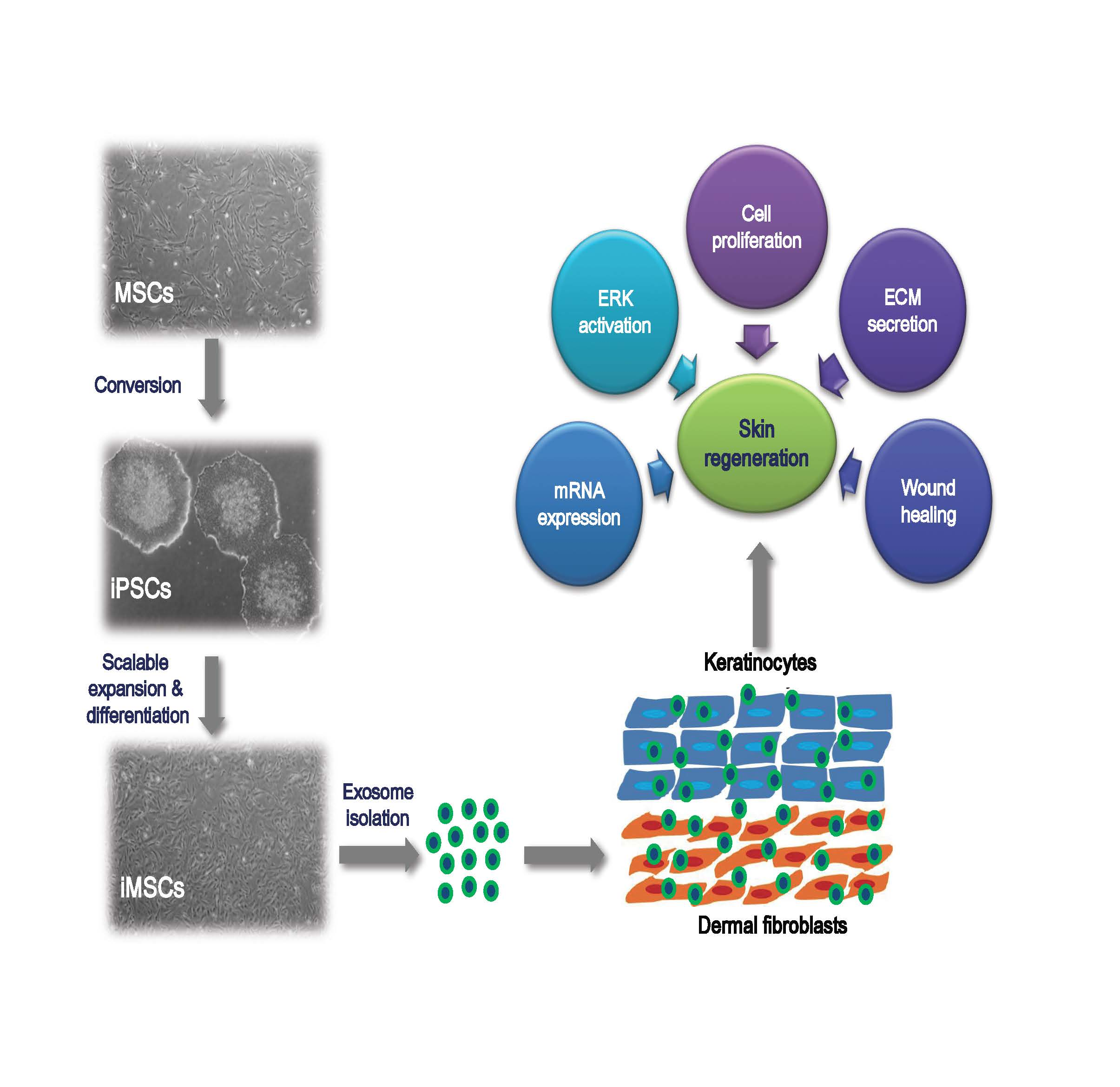 IJMS | Free Full-Text | Exosomes Secreted from Induced Pluripotent Stem ...